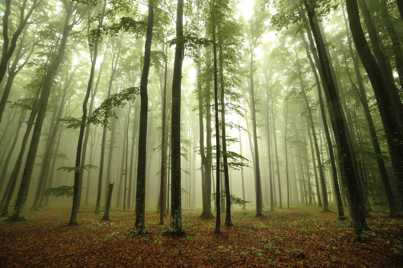 Bos in de mist - LW00264 - Behang.nl